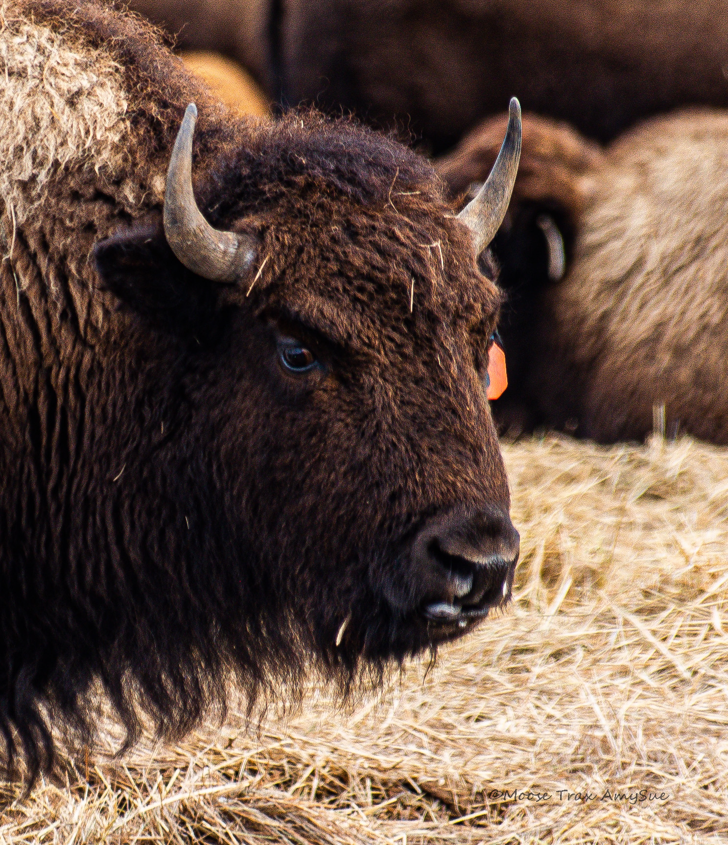 Amy Sue Calkins - Spokane Arts